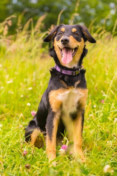 Dog Training West London | Hammersmith Dog Training Club